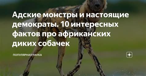 Адские монстры и настоящие демократы 10 интересных фактов про африканских диких собачек