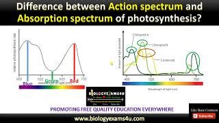 Difference Between Action Spectrum And Absorption Spect Doovi