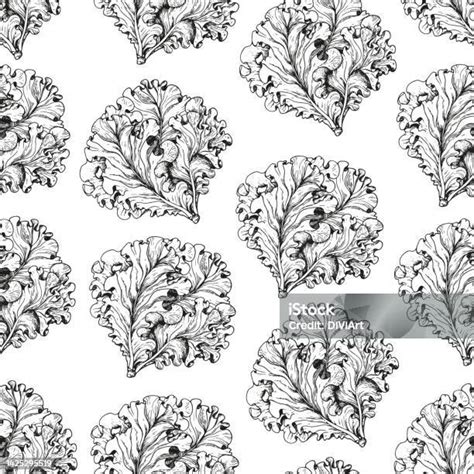 양상추 원활한 패턴 손으로 그린 배경 벡터 일러스트레이션 손 그리기 스케치 그림 상추 잎 손으로 그린 배경 상추에 대한 스톡