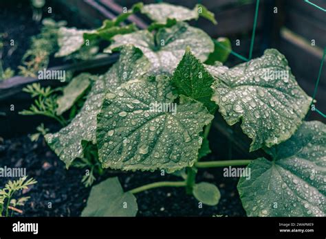 Luscious Deep Dark Green Cucumber Plant With Water Droplets On Leaves