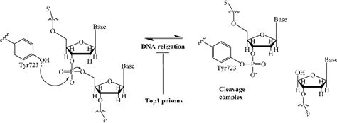 Figure 1 From The First Berberine Based Inhibitors Of Tyrosyl Dna