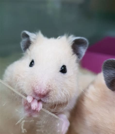 페디그리 햄스터 골든햄스터 종류 수명 등 특징 네이버 블로그