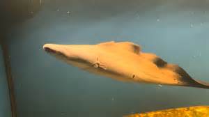 This Man Bought The Worlds Deadliest Aquarium Fish