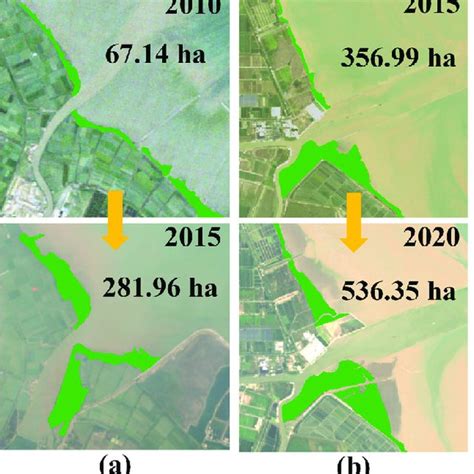 Landsat R G B Images Green Is S Alterniflora A The Distribution Download Scientific
