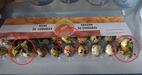 식용 메추리알에서 메추라기 부화슈퍼 선반 위서 날개짓 Zdnet Korea