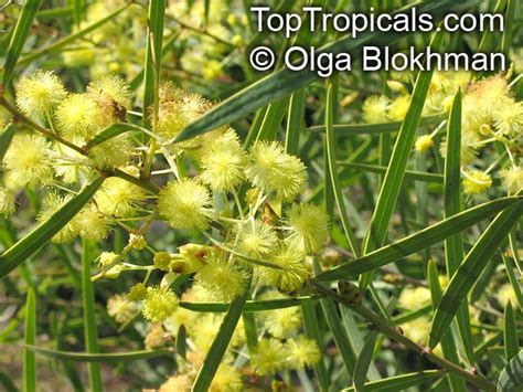 Acacia Iteaphylla Willow Leaf Wattle Top Tropicals Plant Encyclopedia