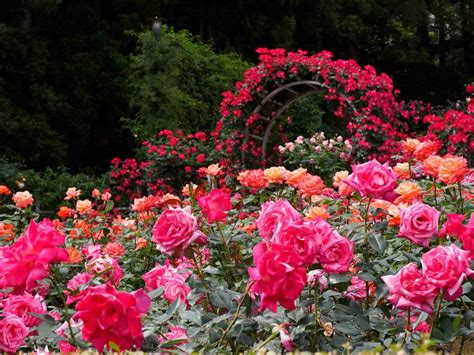 Creating A Rose Garden