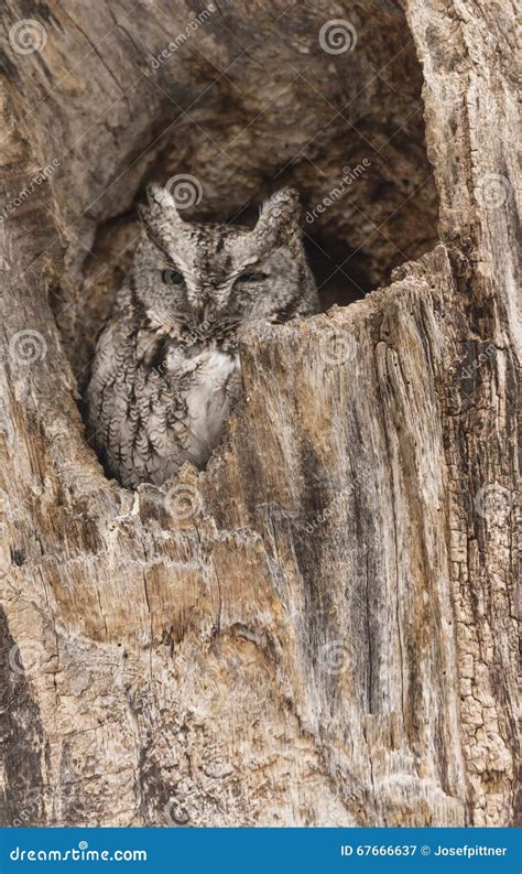 Eastern Screech Owl In A Tree Stock Image Image Of Asio Gray 67666637