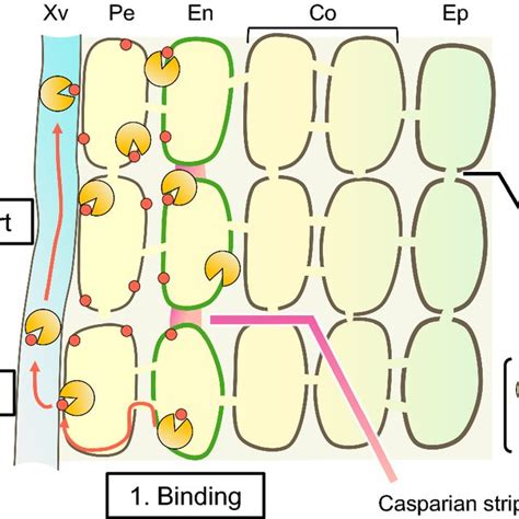 Translocation Mechanisms Of Organic Pollutants Into Xylem Vessels Download Scientific Diagram