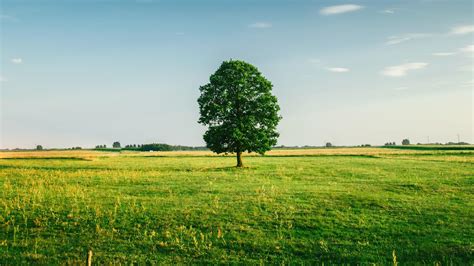 Зеленое поле с одиноким деревом · 1920x1080 Full Hd бесплатная фотография от Vozuru картинки и