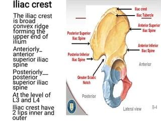 Anatomy Of Ilium Bone Wps Officepdf
