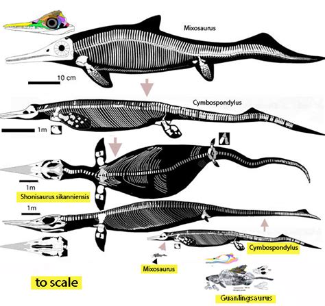 Shonisaurus Shonisaurus Illustration Stock Image C053 7102