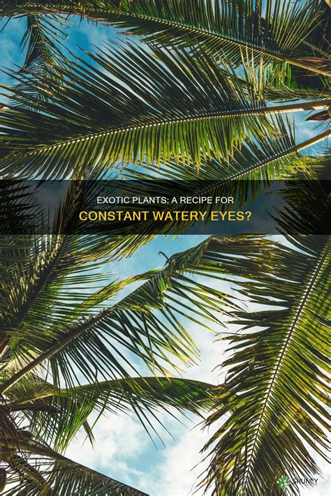 Exotic Plants A Recipe For Constant Watery Eyes Shuncy