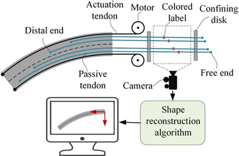 figure 1 from shape sensing for continuum robots by capturing passive