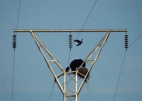 Неправильные пчелы Пикабу