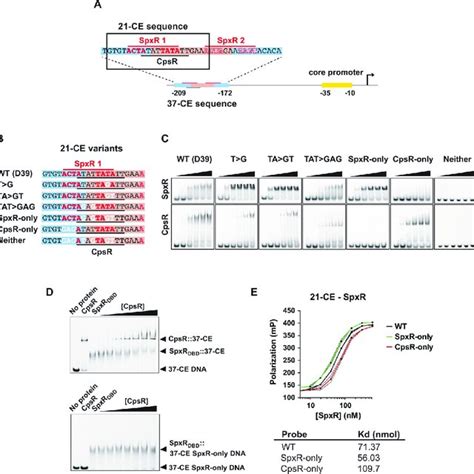 Pdf Pneumococcal Capsule Expression Is Controlled Through A Conserved