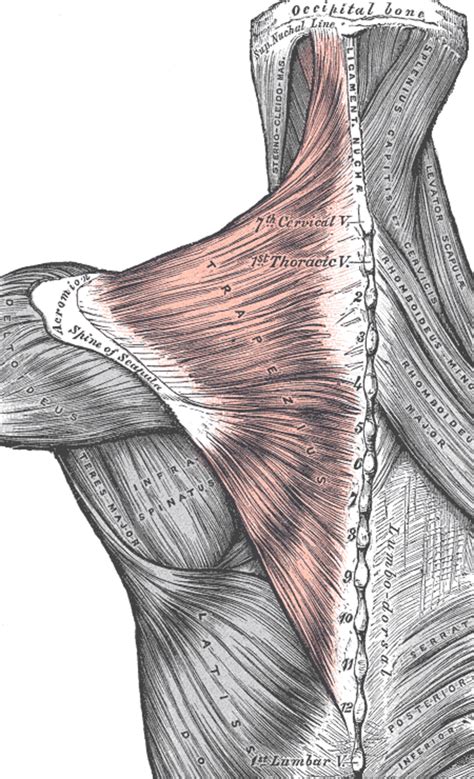 Shoulder Blade Muscle Anatomy