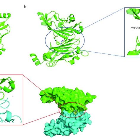 A Structure Of Pd L1 Dimer B Docking Of Small Molecule Inhibitors
