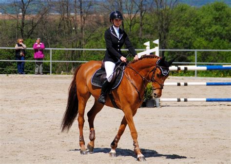 English Horse Riding Why Choose Equestrian Sport New Brunswick