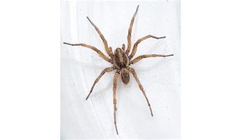 ‘killer Wasps Giant Spiders Sc Critters That Wont Kill You But Look