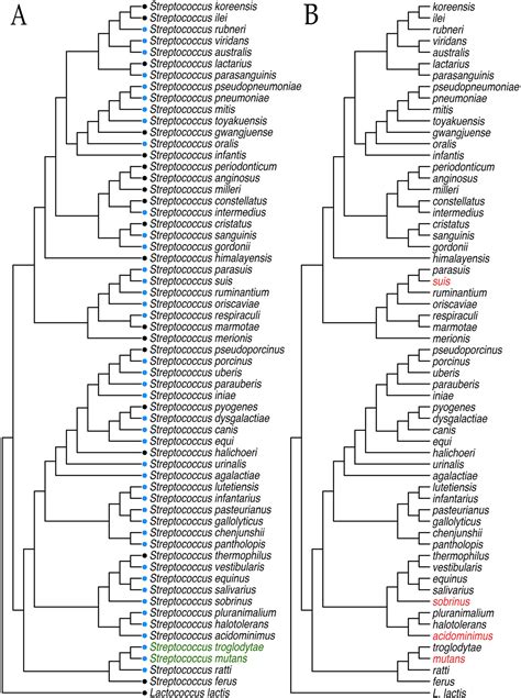 Small Regulatory Rnas Are Mediators Of The Streptococcus Mutans Slor Regulon Journal Of