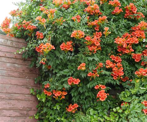 How To Grow Trumpet Vine Expert Climbing Plant Advice Homes And Gardens