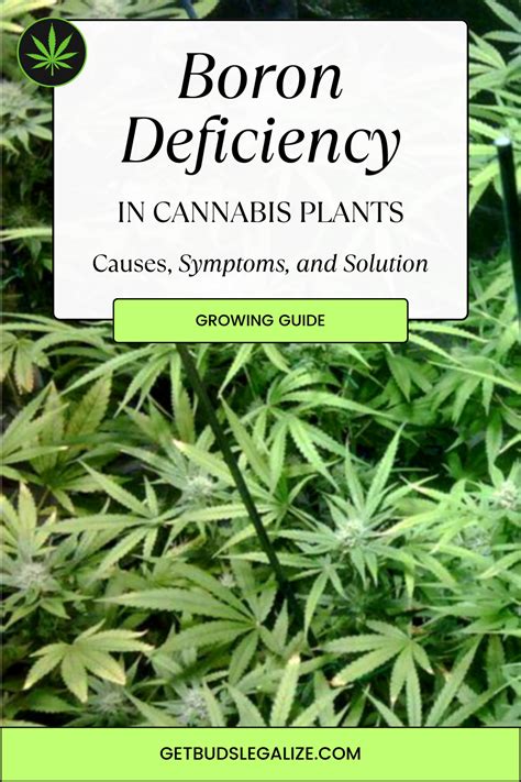 How To Fix Cannabis Boron Deficiency Toxicity Symptoms And Solution