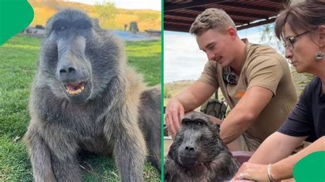 She Barely Fits Caretakers Remember Cindy The Baboon Sharing An