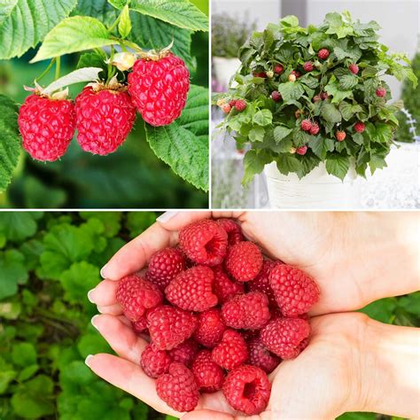 Best Raspberry Plants To Grow In The Uk Roots Plants