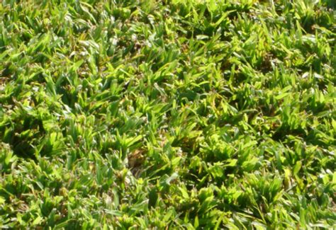 Kikuyu Vs Durban Grass Similarities And Differences Insightweeds