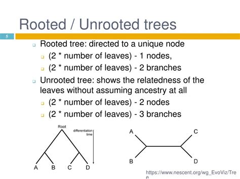 Ppt Phylogenetic Tree Construction Powerpoint Presentation Free Download Id1064843