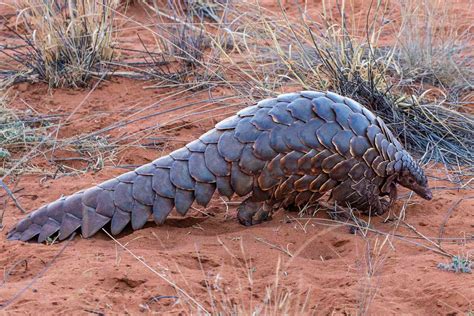 Ground Pangolin Pangolin Species Hxpew