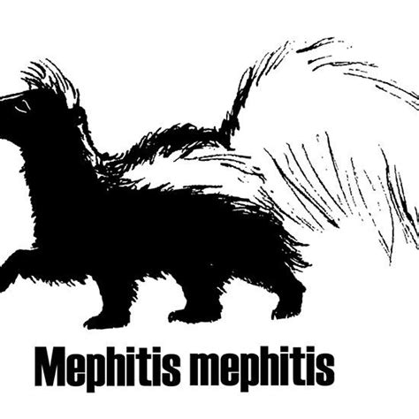 Mephitis Mephitis By Ningaui Redbubble Wall Art Canvas Prints