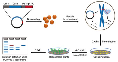 DNA Free Genome Editing Lifeasible