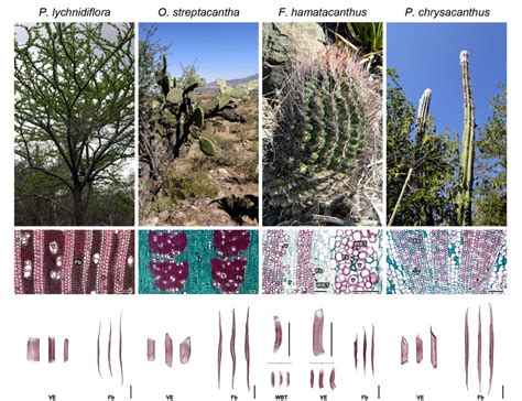 Figure 1 From Structural Characterization Of Lignin In Four Cacti Wood Implications Of