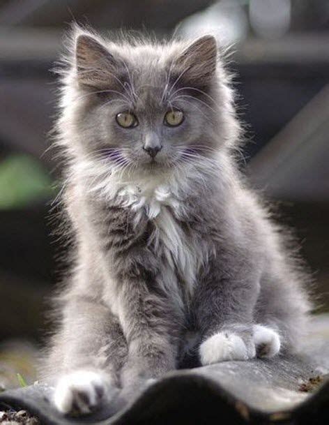 30 Best Grey Tuxedo Cats Images On Pinterest Kitty Cats Cute Kittens