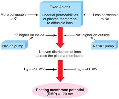 Chapter 6 Lecture Interactions Between Cells And The Extracellular
