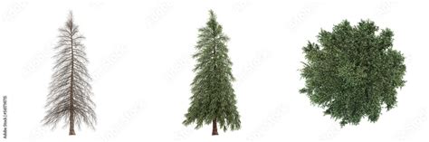 Evergreen Tree Collection Isolated PNG Transparent Background For Architectural Visualization