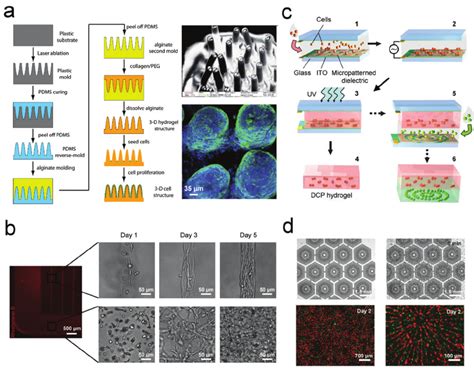 Three Dimensional 3d Cell Patterning And Culture For Improving Drug