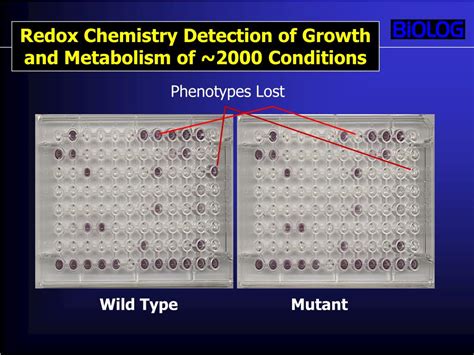 Ppt Functional Genomics And Phenotypic Characterization Using