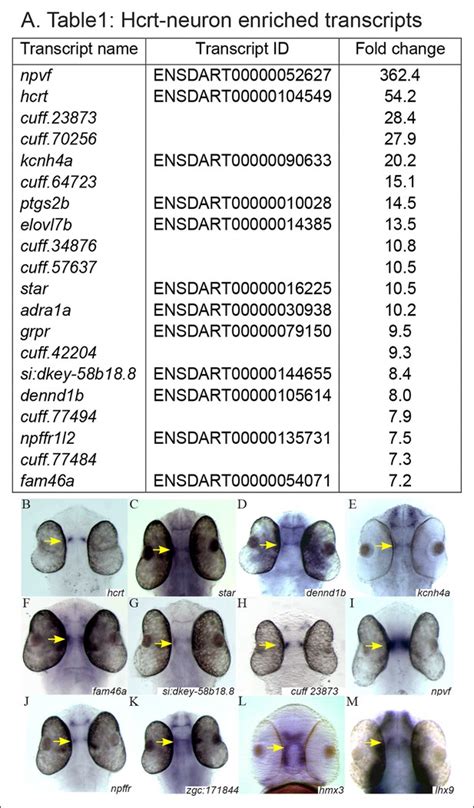 Hypocretin Neuron Specific Transcriptome Profiling Identifies The Sleep Modulator Kcnh4a Elife