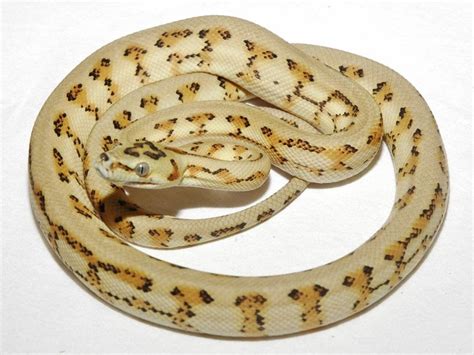 Arboreal Monsters Carpet Python Morphs