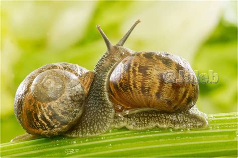 تجاوز در خواب طرفداری