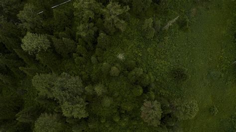 Forest Fire Detector 3 Object Detection Model By Robotique