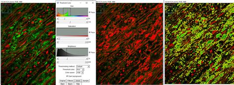 Editing The Color Threshold Macro Image Analysis Imagesc Forum