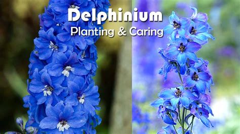 How To Grow Delphiniums Flowers Delphiniums Planting And Caring Youtube