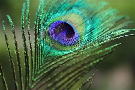 Wallpapers Of Peacock Feathers Hd 2016 Wallpaper Cave