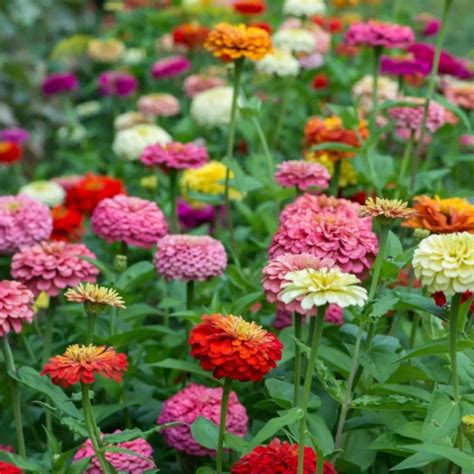 Zinnia Mix Summer Flower Seeds Bright Blooming Annuals Grow Plants