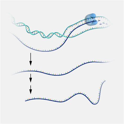 Simple Translation Biology