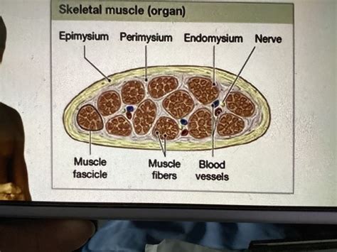 3d Muscle Lab Flash Cards Flashcards Quizlet